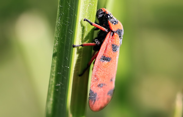 Red-spotted spittle bug | Project Noah