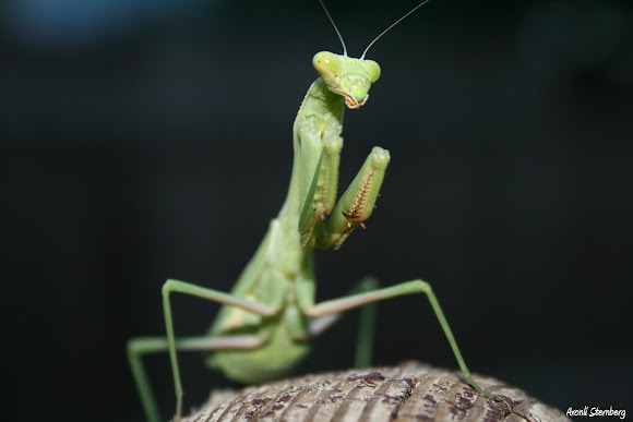 Mantodea | Project Noah