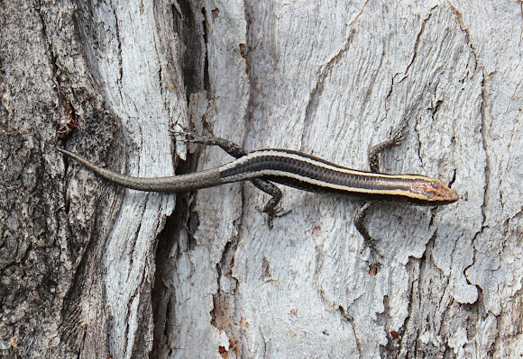 Wall Skink or Fence Skink | Project Noah