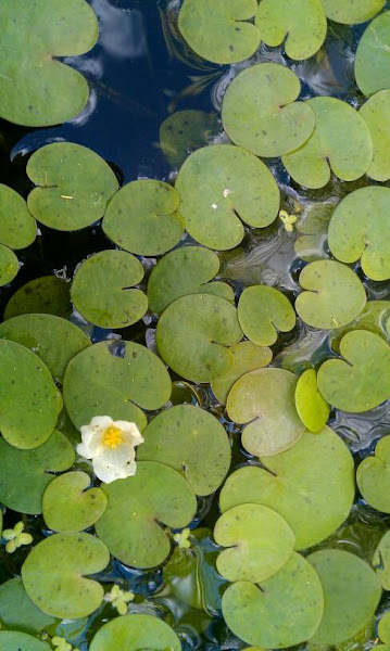 Common Frogbit | Project Noah