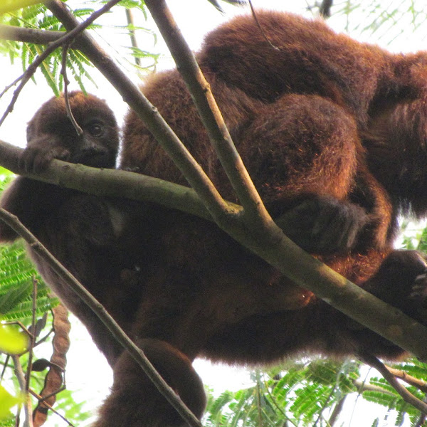 Brazilian Mammals - Mamíferos Brasileiros | Project Noah