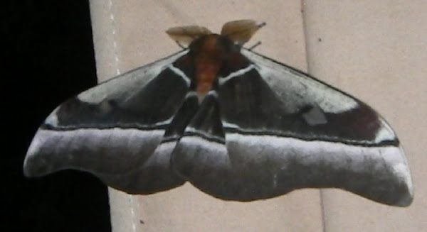 Cabbage Tree Emperor Moth | Project Noah
