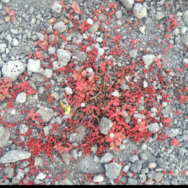 Pink knotweed | Project Noah