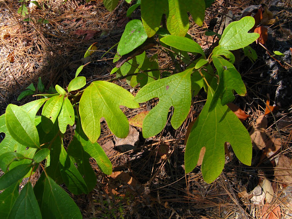 Sassafras | Project Noah