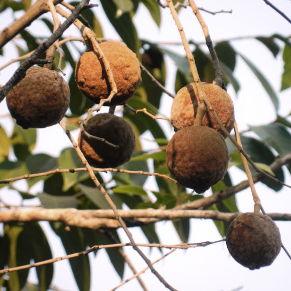 Chaulmugra or Marotti | Project Noah