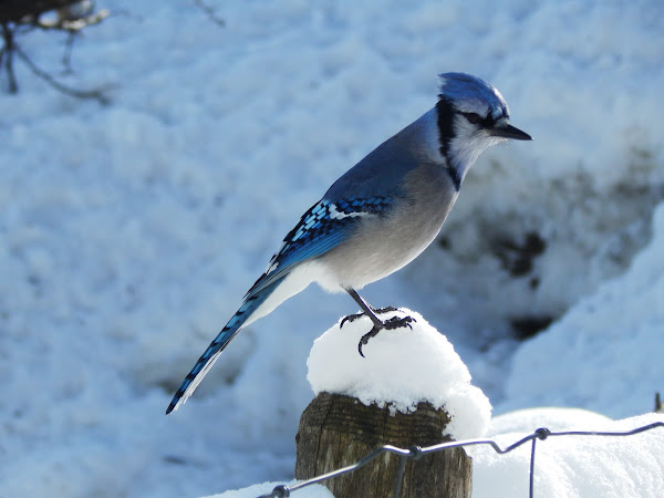 Blue Jay | Project Noah