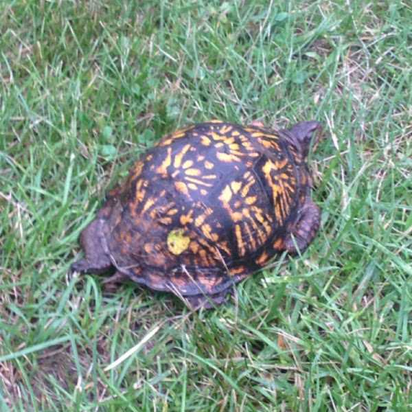 Eastern Box Turtle | Project Noah