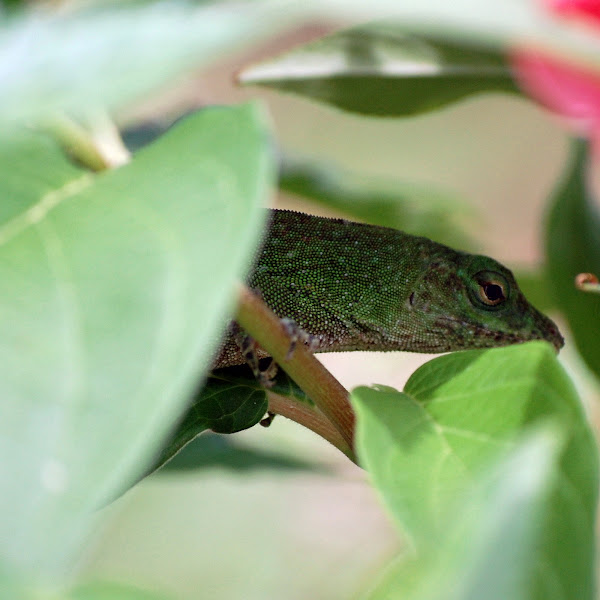 Green tree Anole | Project Noah