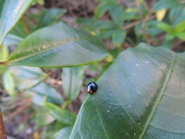 Metallic Blue Lady Beetle | Project Noah