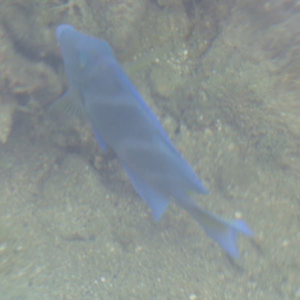 Blue Tang | Project Noah