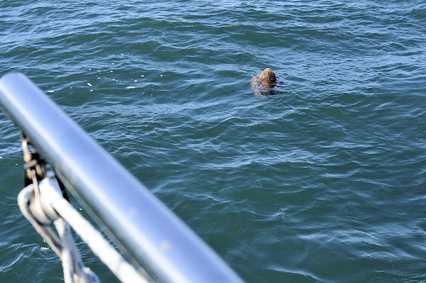 Australian Giant Cuttlefish (Dead) | Project Noah