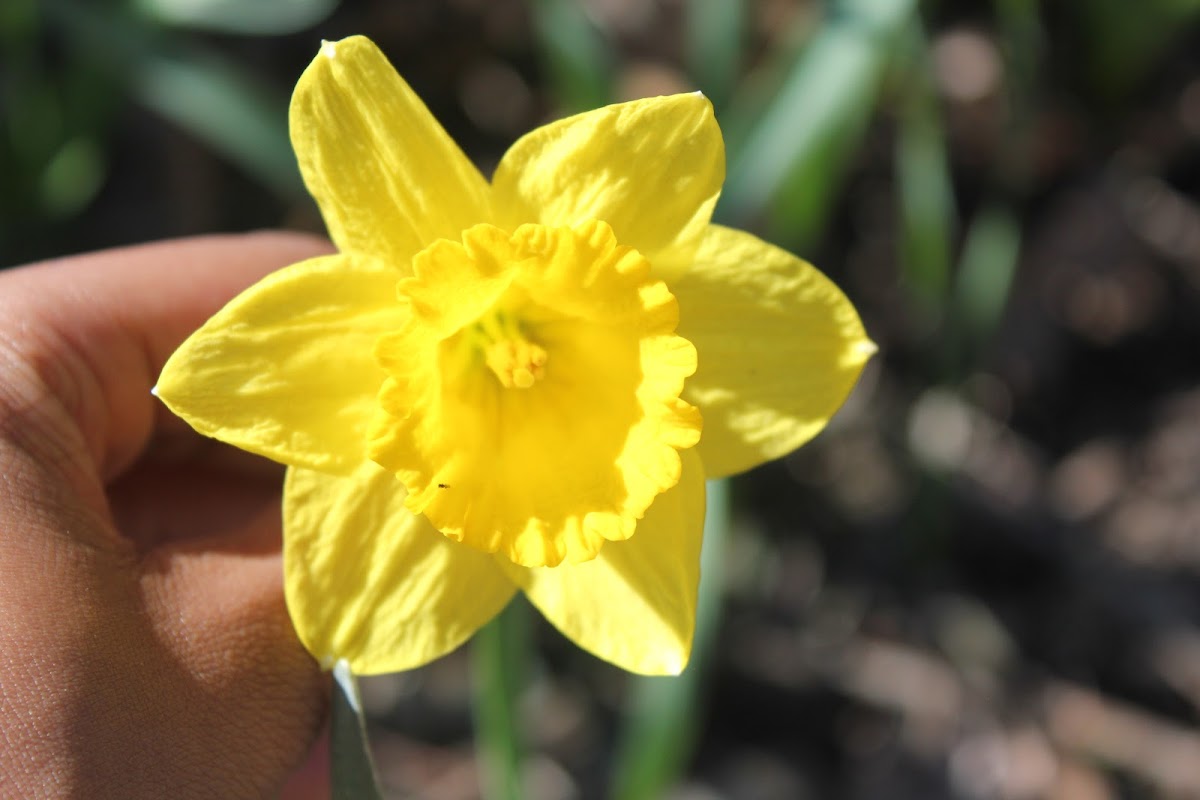 Trumpet Daffodil | Project Noah