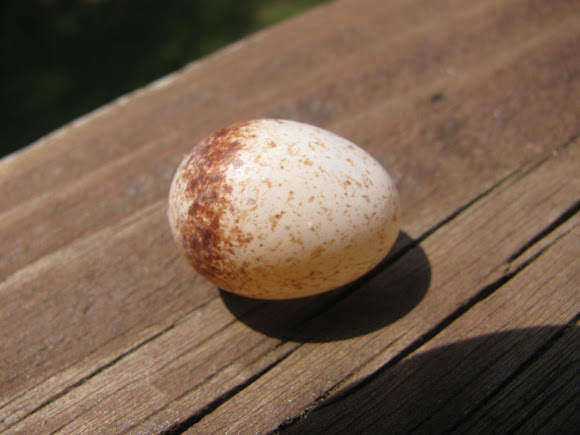 Northern Cardinal [egg] | Project Noah