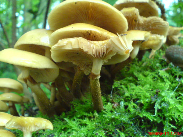 bite-marks from slug on Sheathed Woodtuft | Project Noah