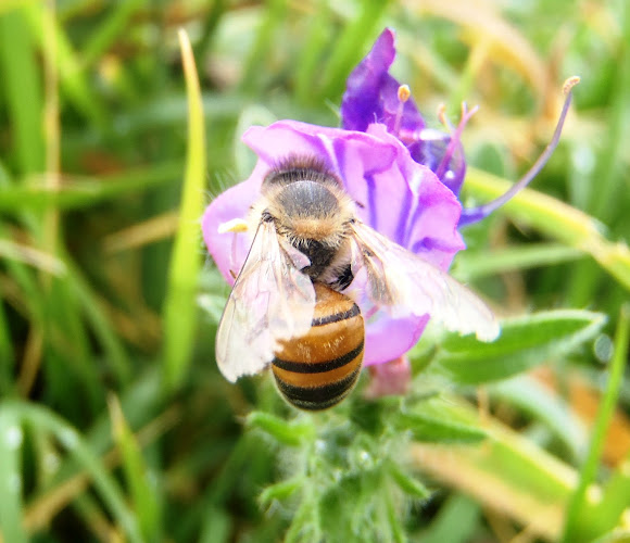 Western honey bee. Abeja europea | Project Noah