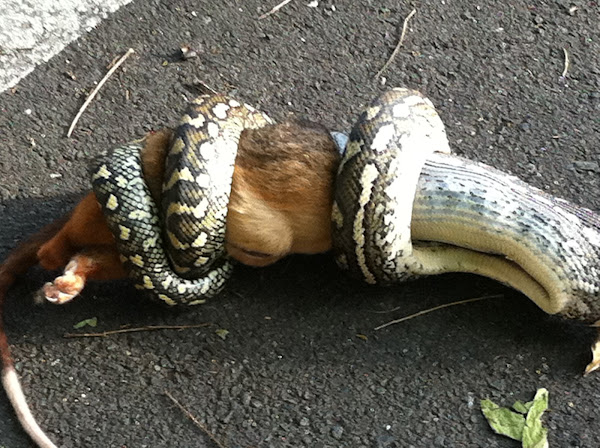 Python kills Possum | Project Noah