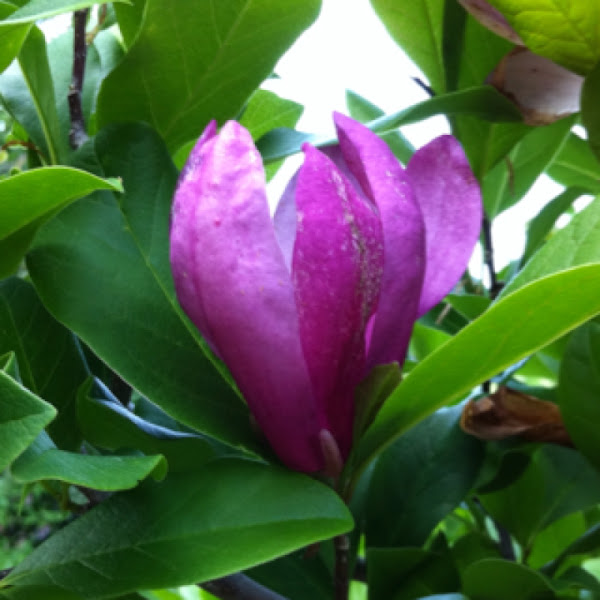 Saucer Magnolia or Tulip Tree | Project Noah