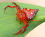 Triangular Spider | Project Noah