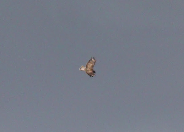 Buzzard | Project Noah