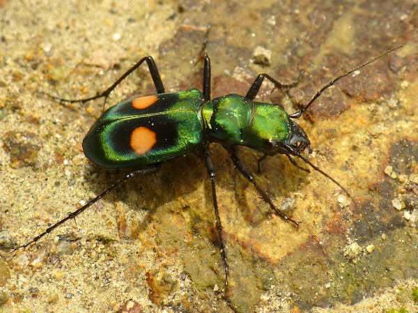 Tiger beetle | Project Noah