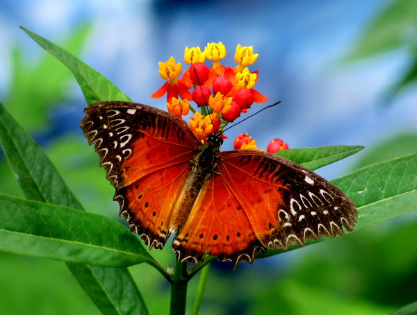 Red Lacewing | Project Noah