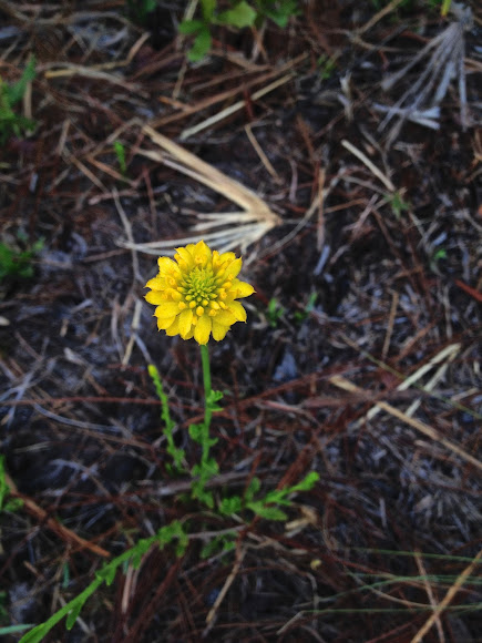 Yellow Milkwort | Project Noah