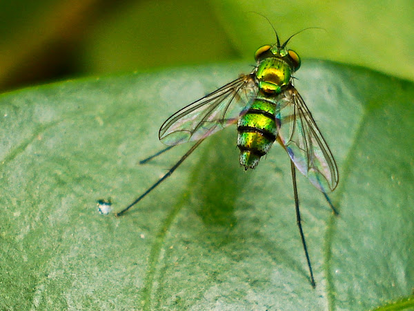 Long Legged Fly | Project Noah