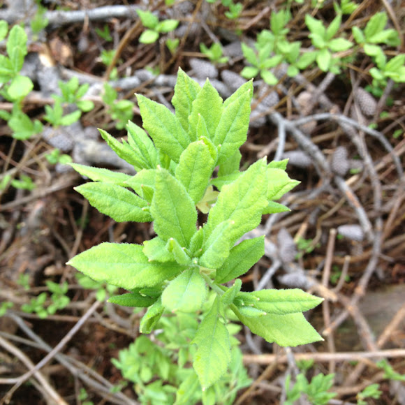 False Azalea | Project Noah