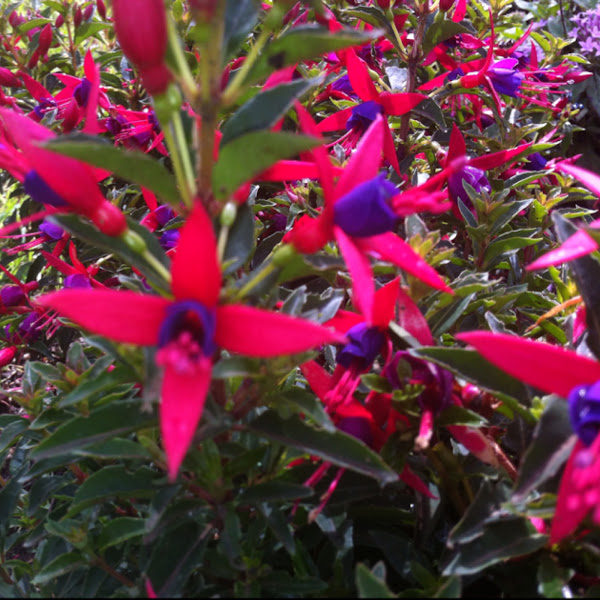 Fuchsia | Project Noah