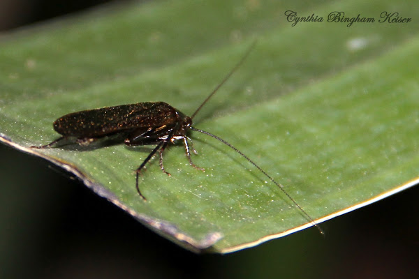 American Cockroach | Project Noah