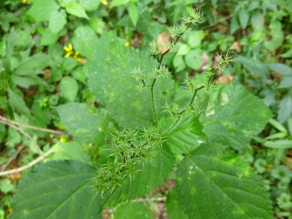 Wood Nettle | Project Noah