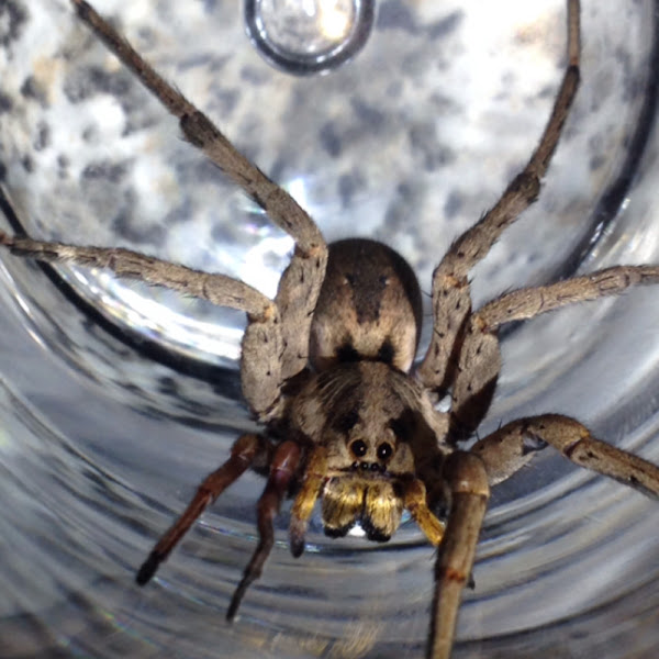 Tarantula Wolf Spider | Project Noah