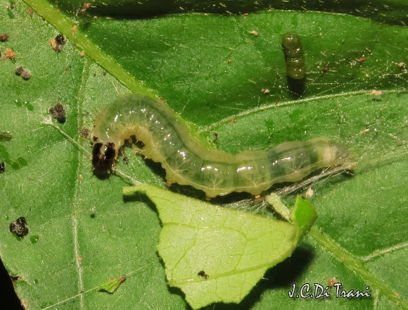 Leafroller caterpillar | Project Noah