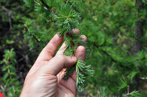 American Larch | Project Noah