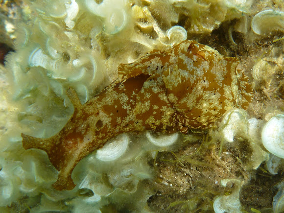 Liebre de mar | Project Noah