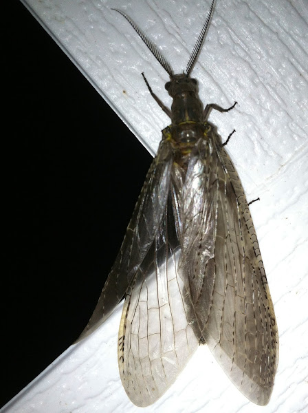 Summer Fishfly | Project Noah