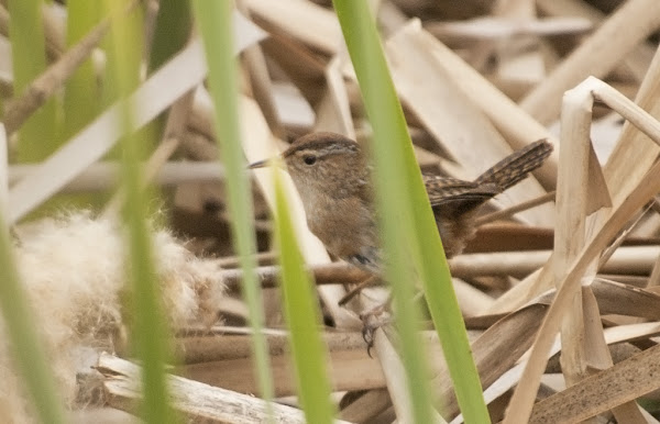 Marsh Wren | Project Noah