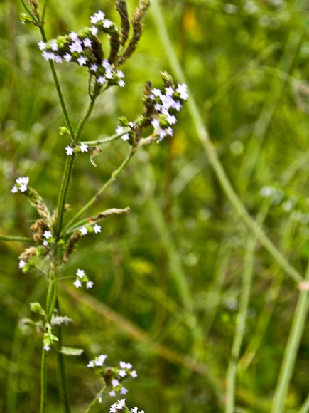Hammock Snakeroot | Project Noah