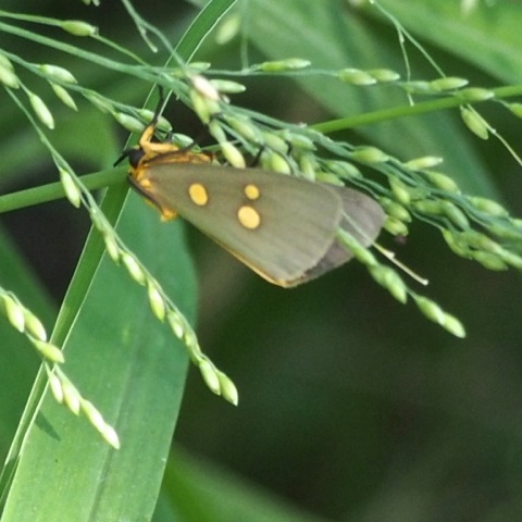 Dice Moth | Project Noah