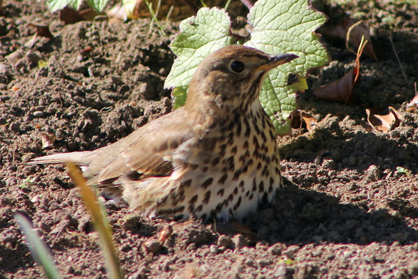 Song Thrush | Project Noah