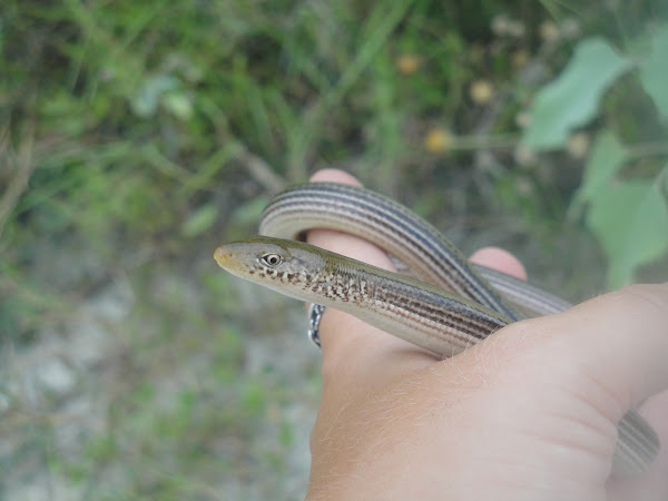 Western Slender Glass Lizard | Project Noah