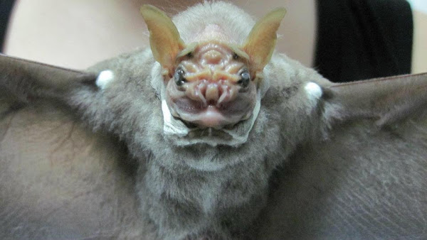 The Wrinkle-faced Bat | Project Noah