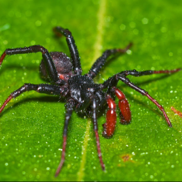 Trapdoor spider | Project Noah