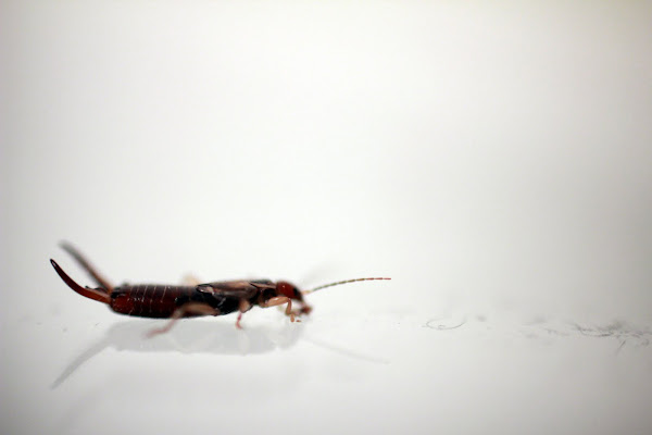 Earwig | Project Noah