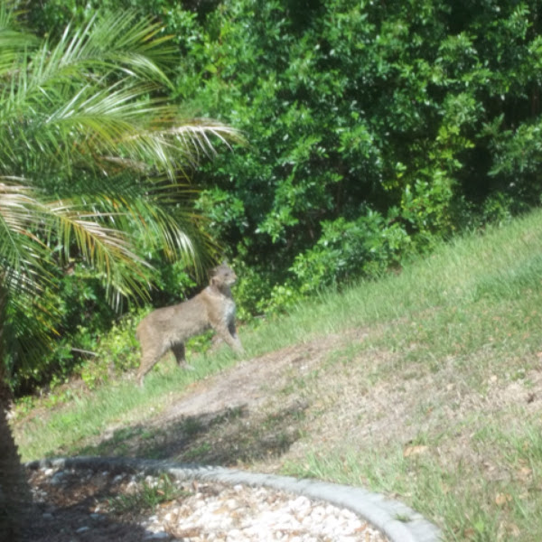 Bobcat | Project Noah