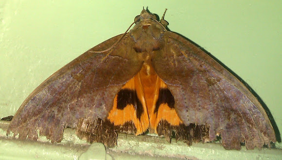 Fruit Piercing Moth | Project Noah