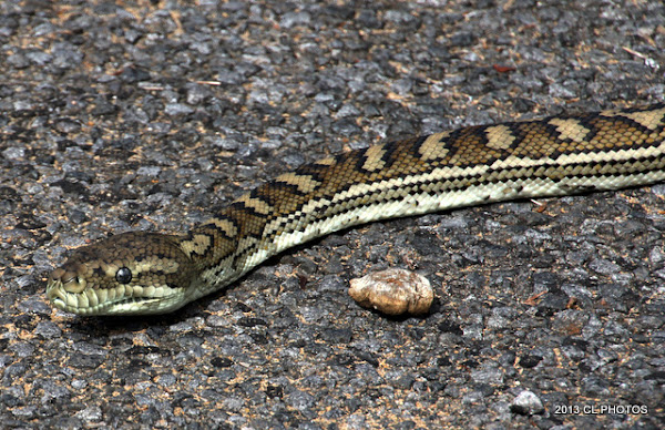 Carpet Snake | Project Noah
