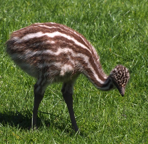 Emu Chicks | Project Noah