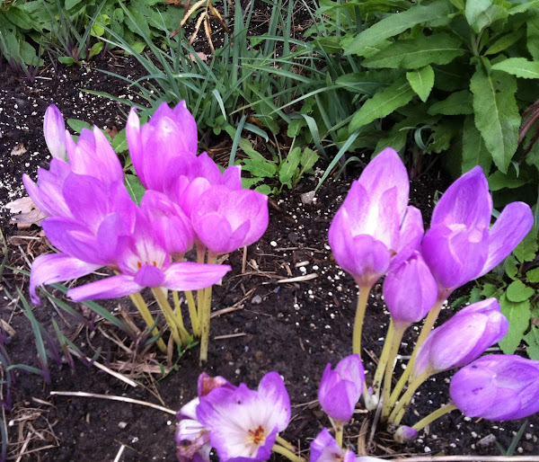 Autumn Crocus | Project Noah