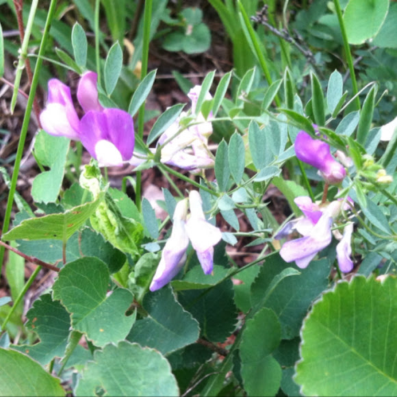 Western sweet-vetch | Project Noah